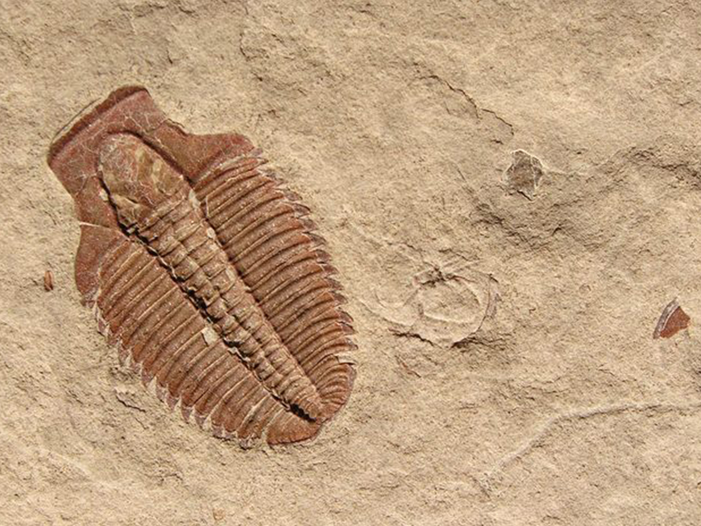 Fossils Show Stasis and No Transitional Forms | The Institute for Creation Research